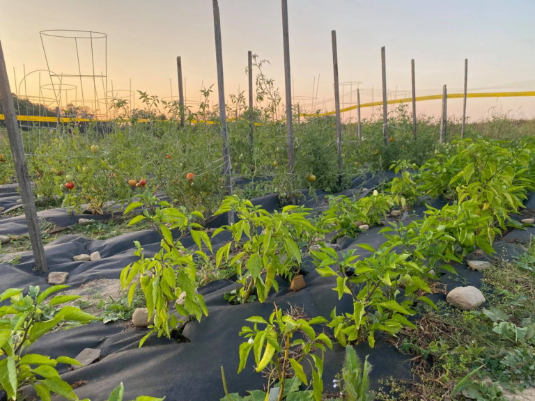 Harmony Grows - Growing Hope Globally